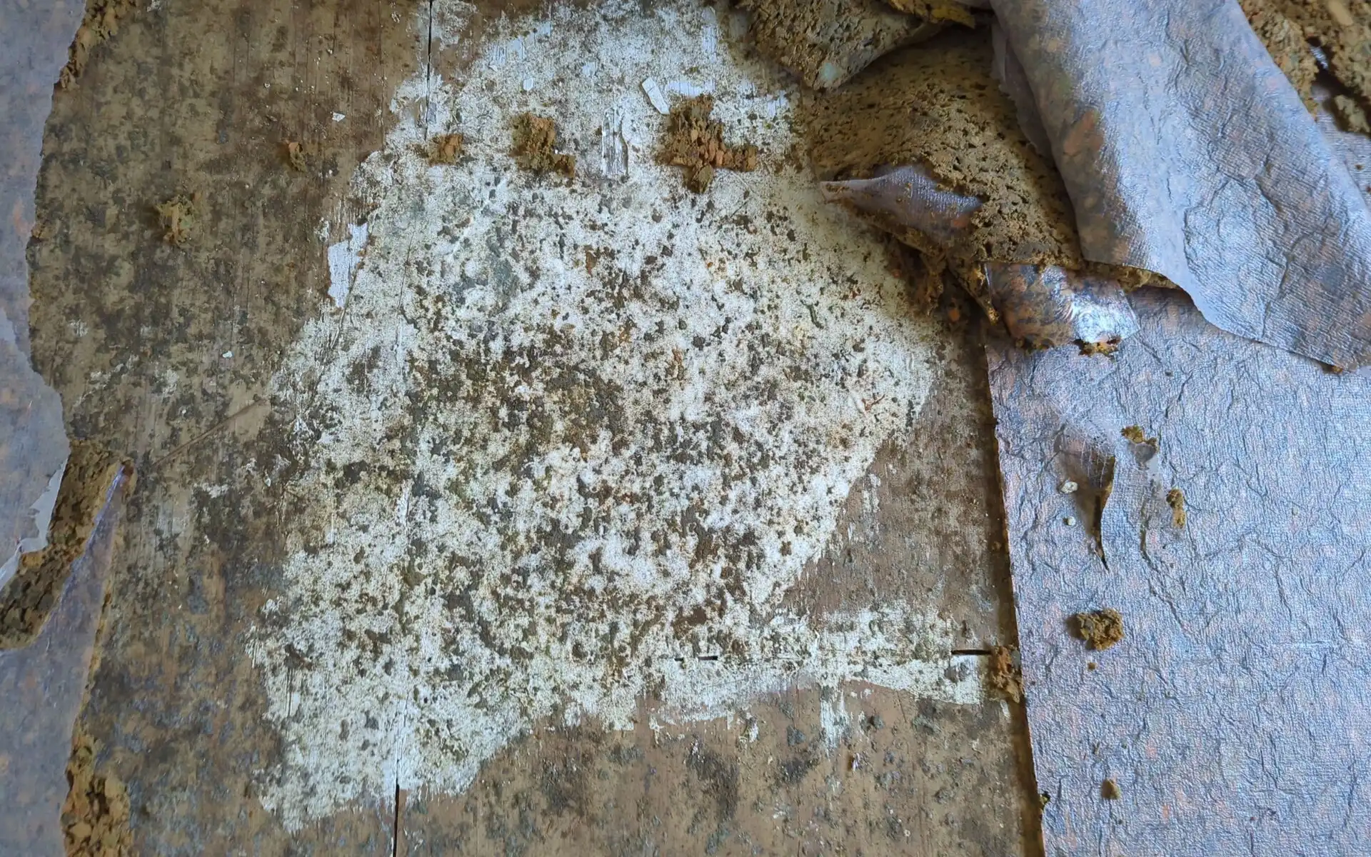 Mold Damage Cleanup: A Comprehensive Guide, A+ Restoration, Covington ...